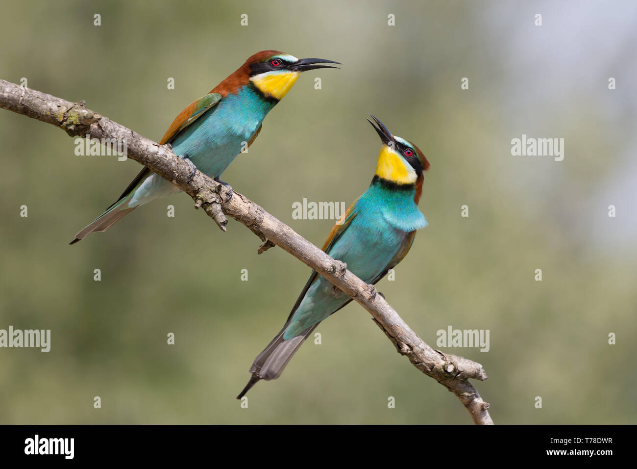 The engaged couple, portrait of European bee eaters (Merops apiaster ...