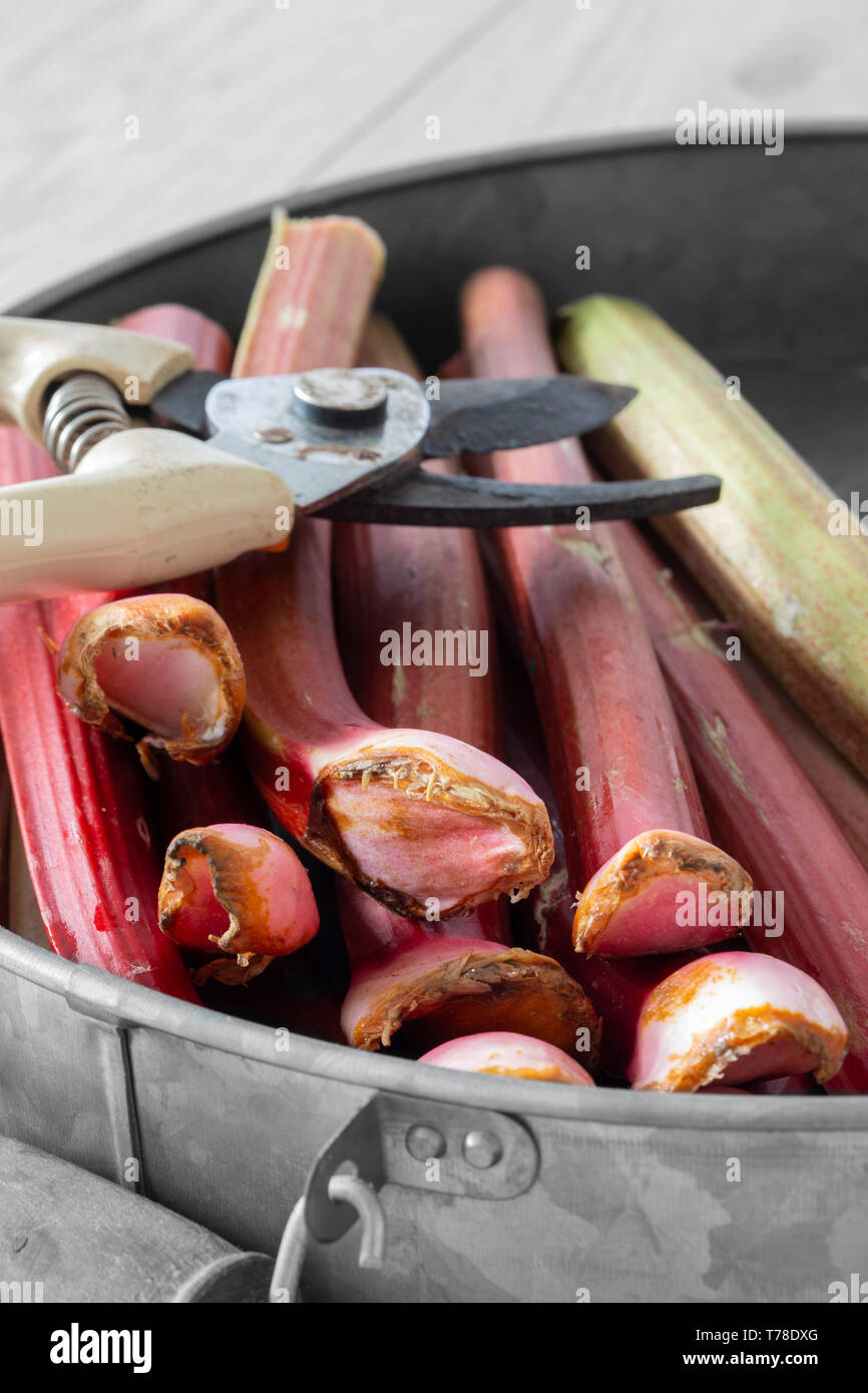 Rhubarb sticks with secateurs in a metal tray on a grey wood surface ...