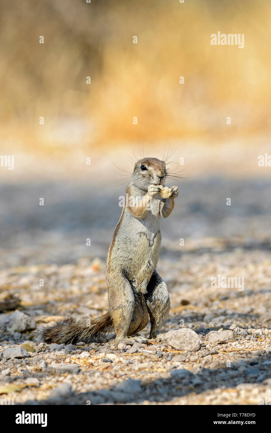 African bush squirrel hi-res stock photography and images - Alamy