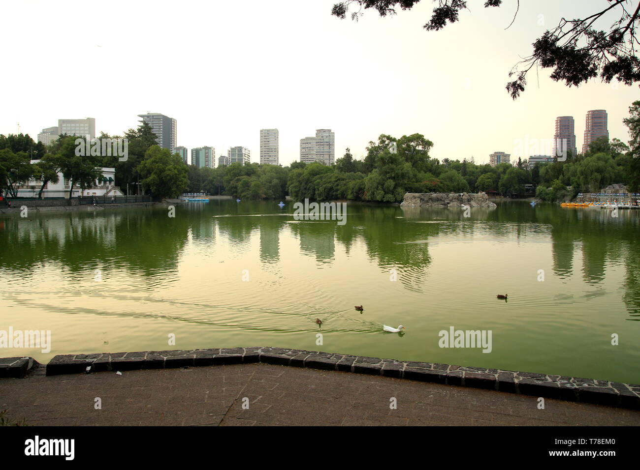 Bosque de Chapultepec. Park of Chapultepec, Mexico city Stock Photo - Alamy