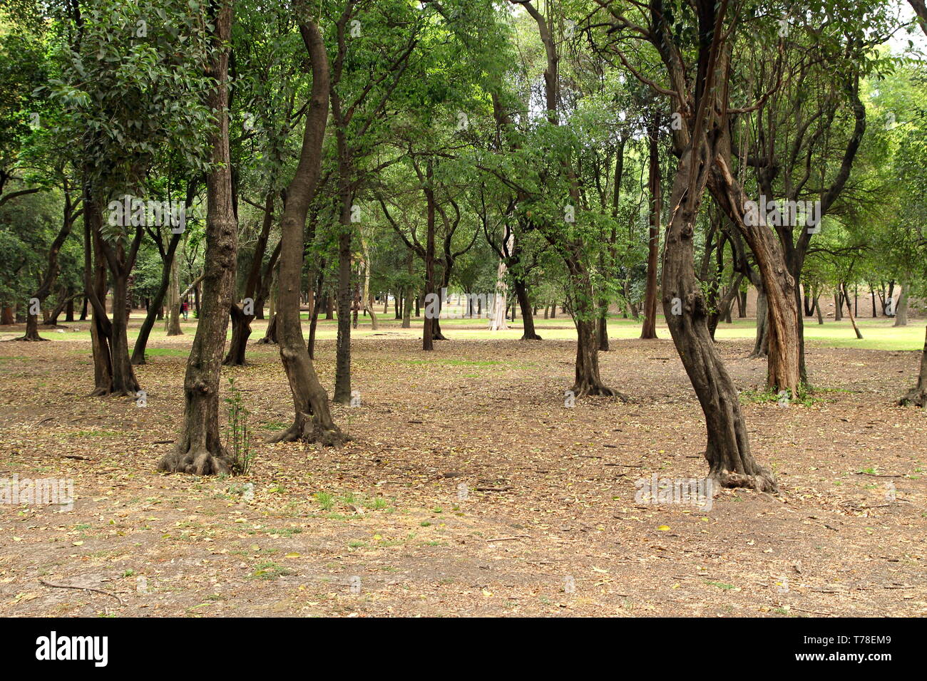 Bosque de Chapultepec. Park of Chapultepec, Mexico city Stock Photo - Alamy
