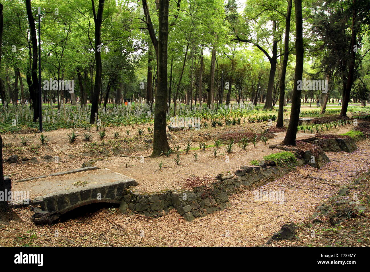 Bosque de Chapultepec. Park of Chapultepec, Mexico city Stock Photo - Alamy