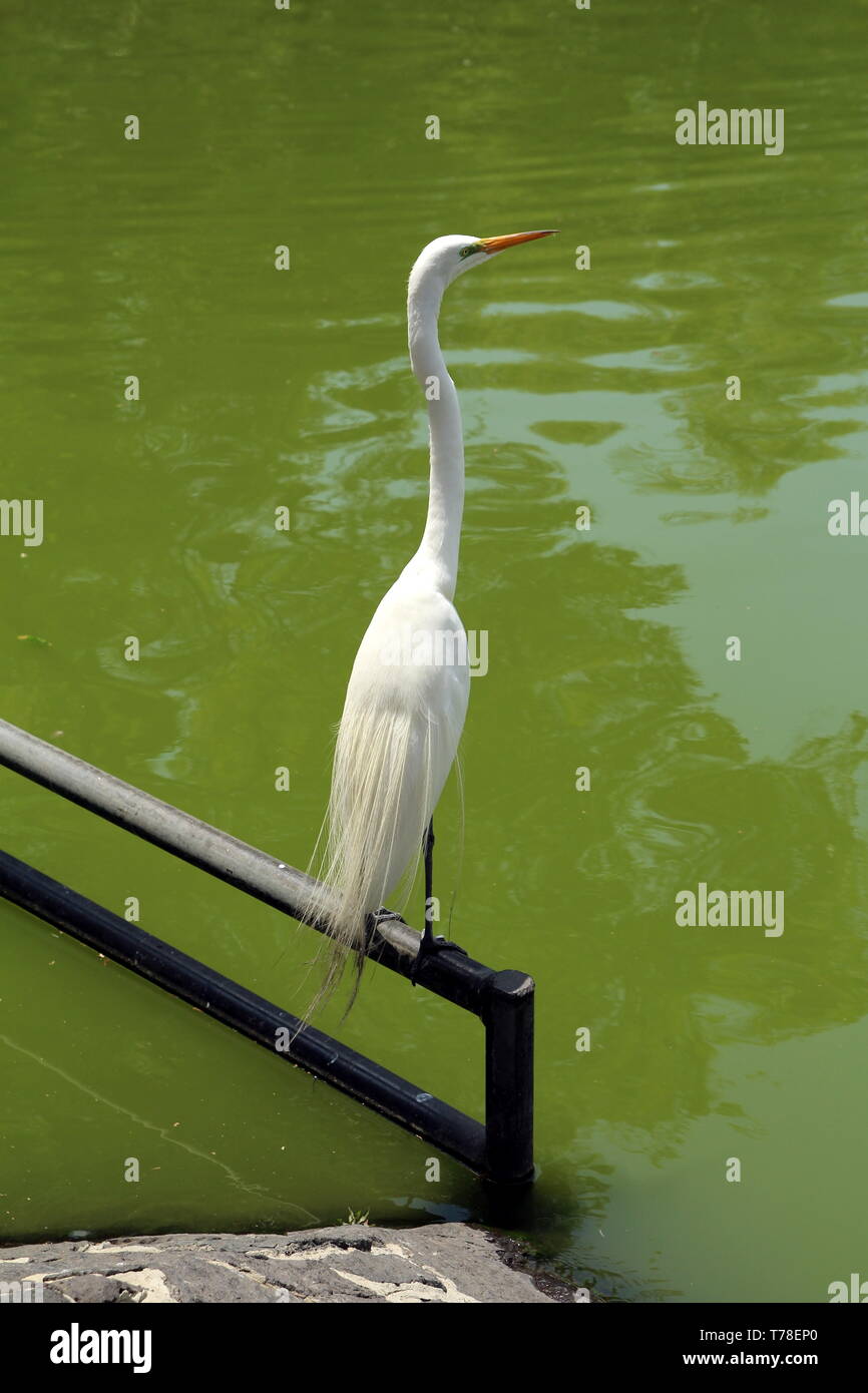Bosque de Chapultepec. Park of Chapultepec, Lago Menor, Mexico city ...