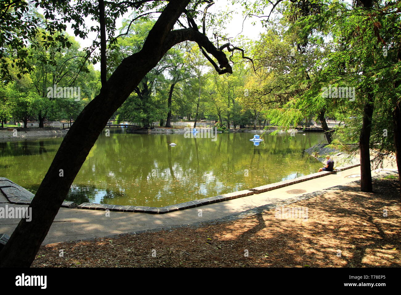 Bosque de Chapultepec. Park of Chapultepec, Mexico city Stock Photo - Alamy