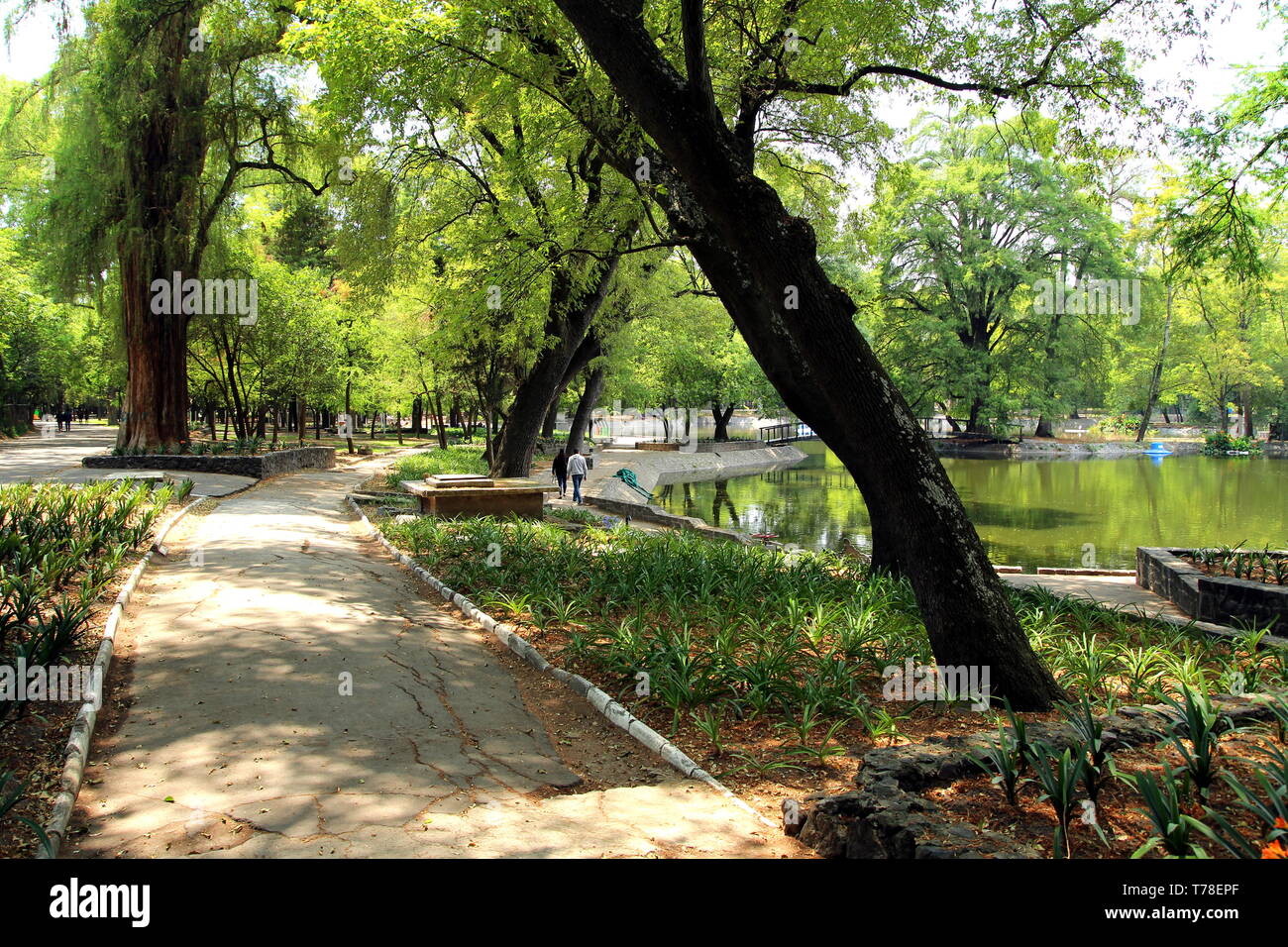 Bosque de Chapultepec. Park of Chapultepec, Mexico city Stock Photo - Alamy