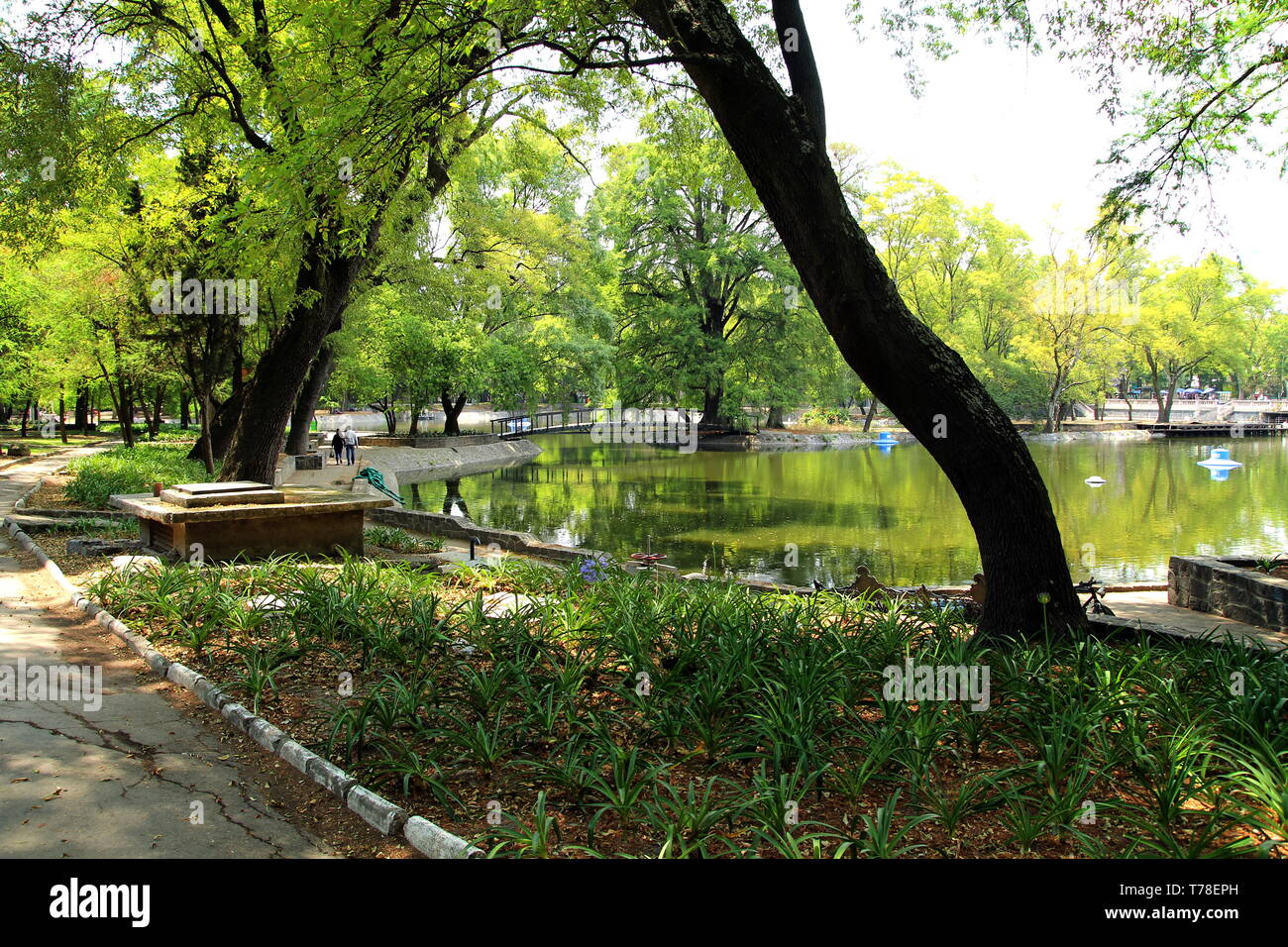 Bosque de Chapultepec. Park of Chapultepec, Mexico city Stock Photo - Alamy