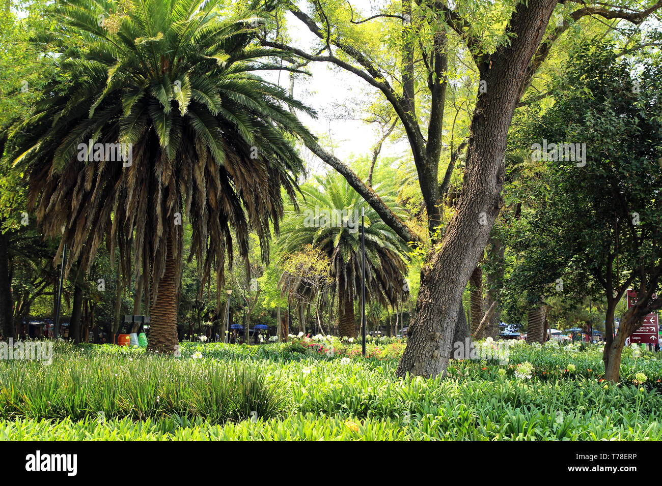 Bosque de Chapultepec. Park of Chapultepec, Mexico city Stock Photo - Alamy