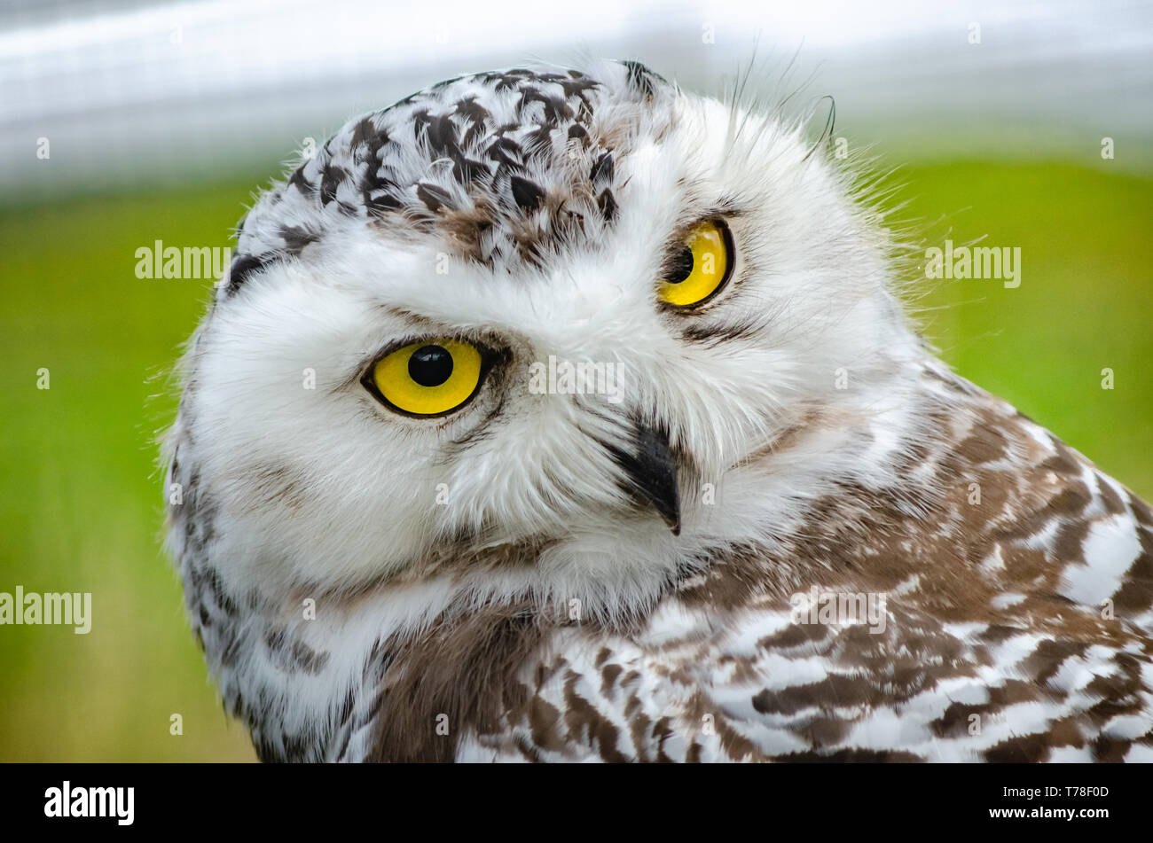 This image of a Snowy Owl (Bubo Scandiacus) was taken at Kingussie ...