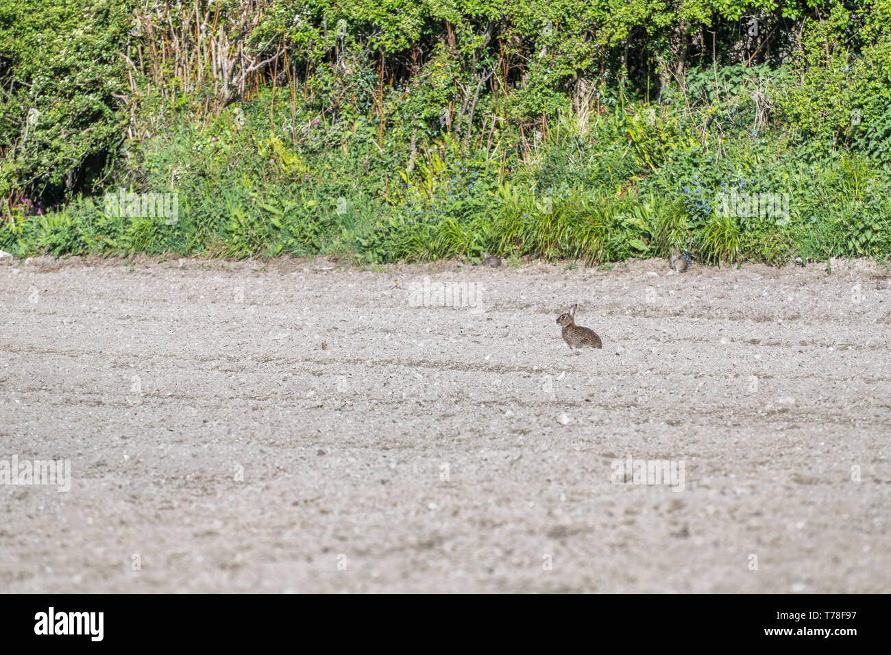 Rabbit sunbathing hi-res stock photography and images - Alamy