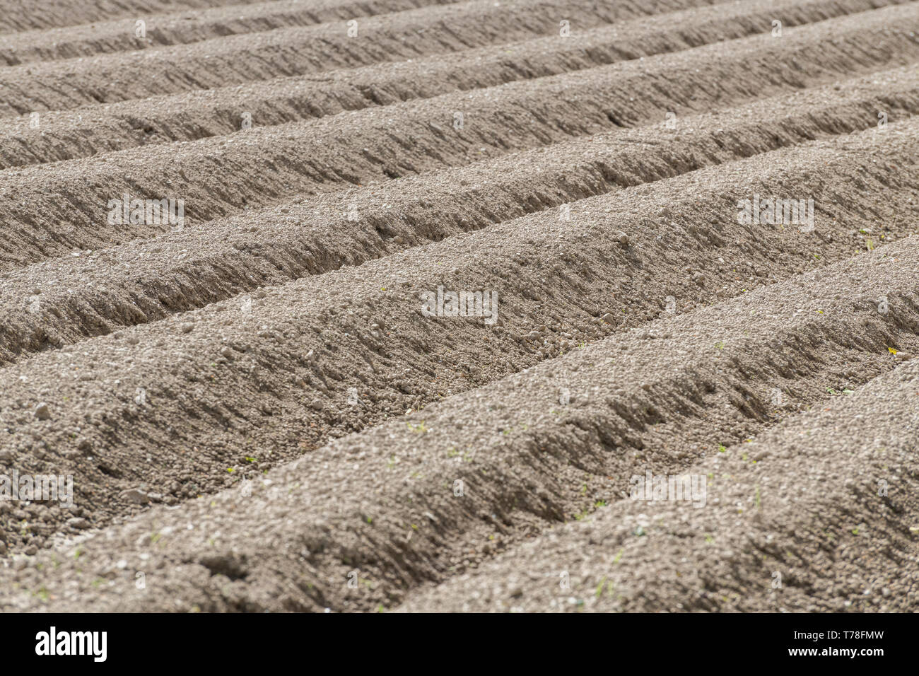 Ridge and furrow patterns in ploughed field of tilled soil - for potato ...