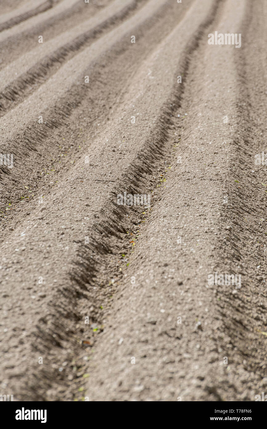 Ridge and furrow patterns in ploughed field of tilled soil - for potato ...
