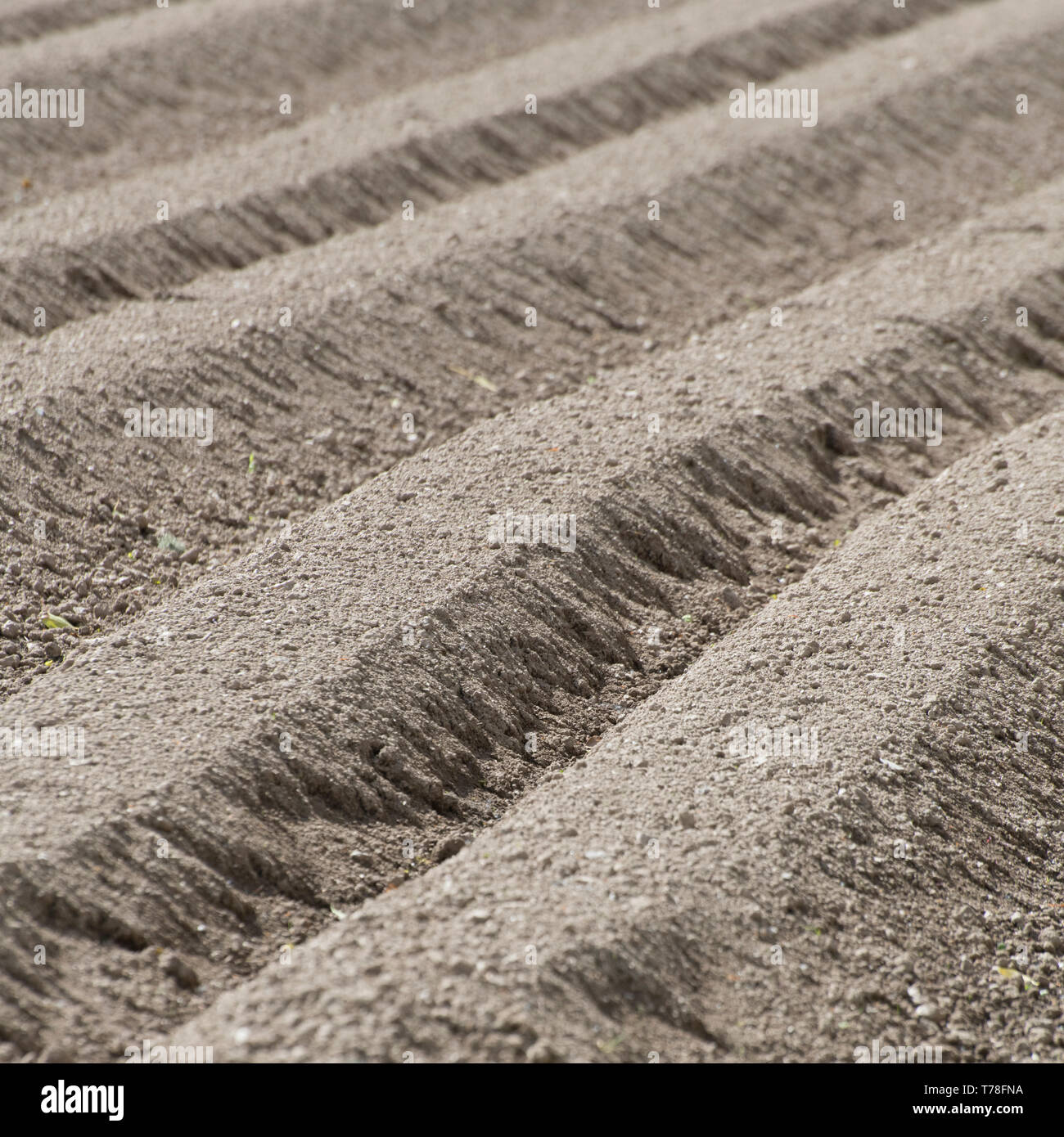 Ridge and furrow patterns in ploughed field of tilled soil - for potato ...