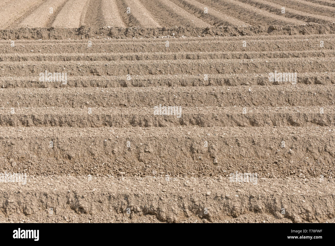 Ridge and furrow patterns in ploughed field of tilled soil - for potato ...