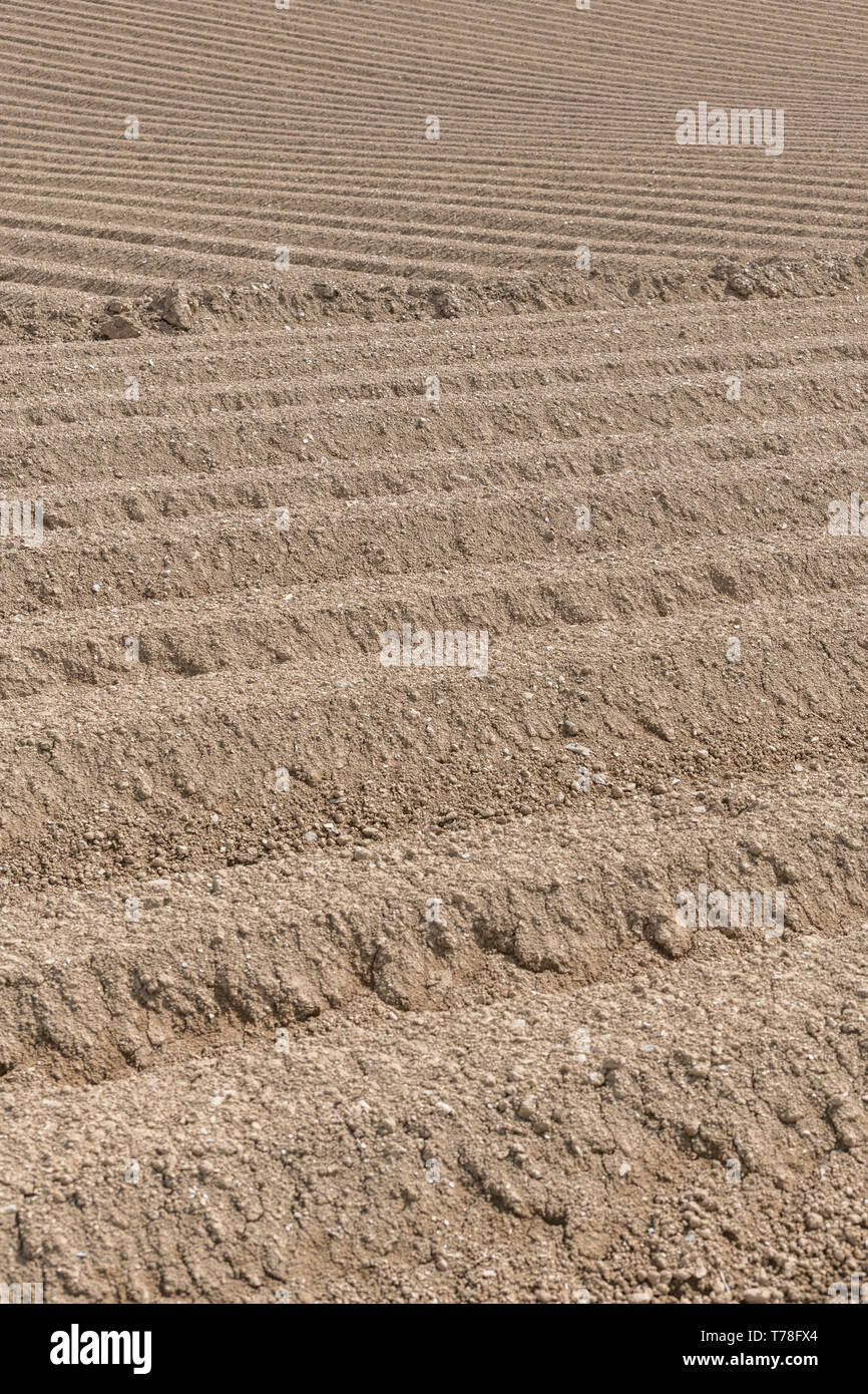 Ridge and furrow patterns in ploughed field of tilled soil - for potato ...