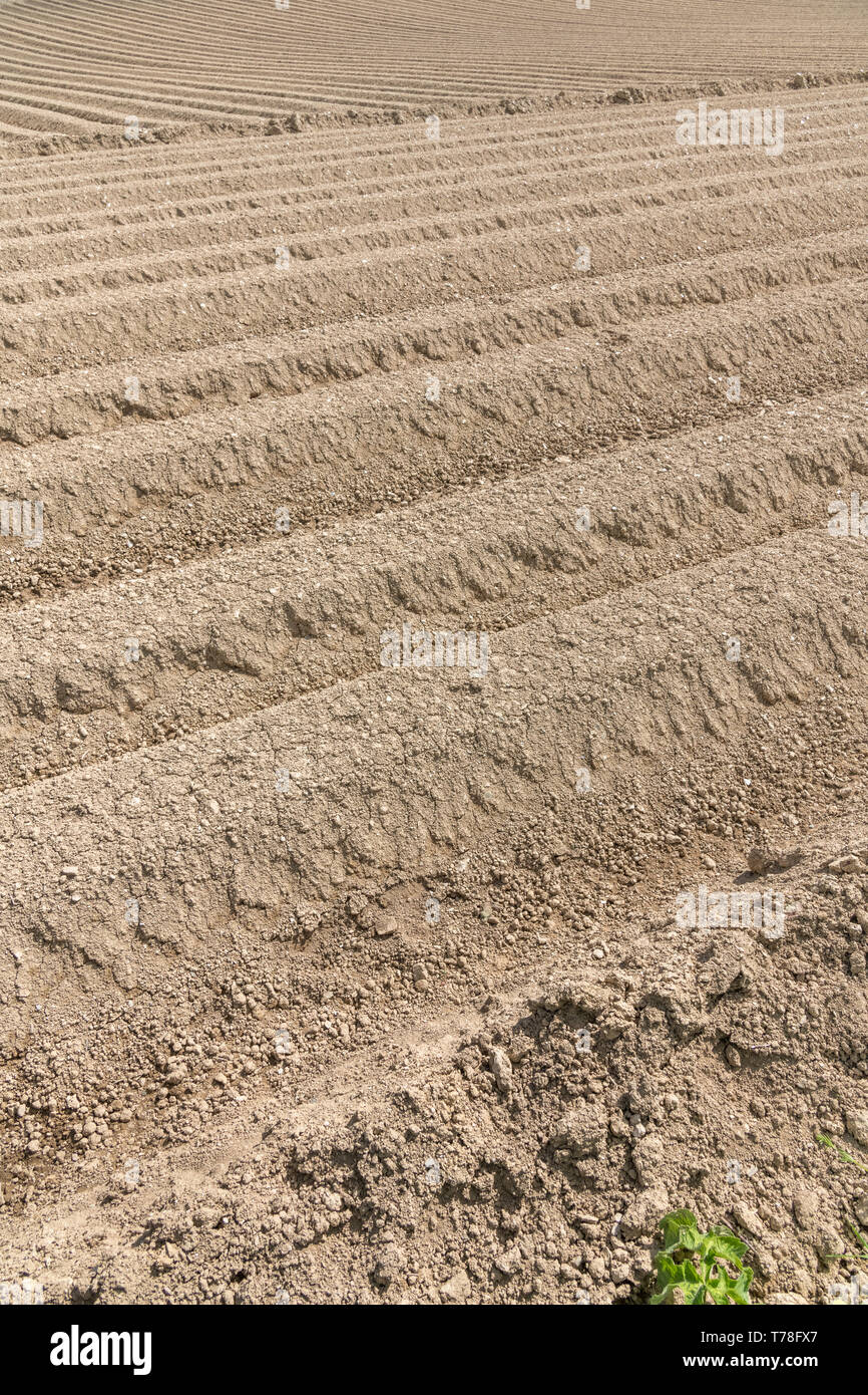 Ridge and furrow patterns in ploughed field of tilled soil - for potato ...