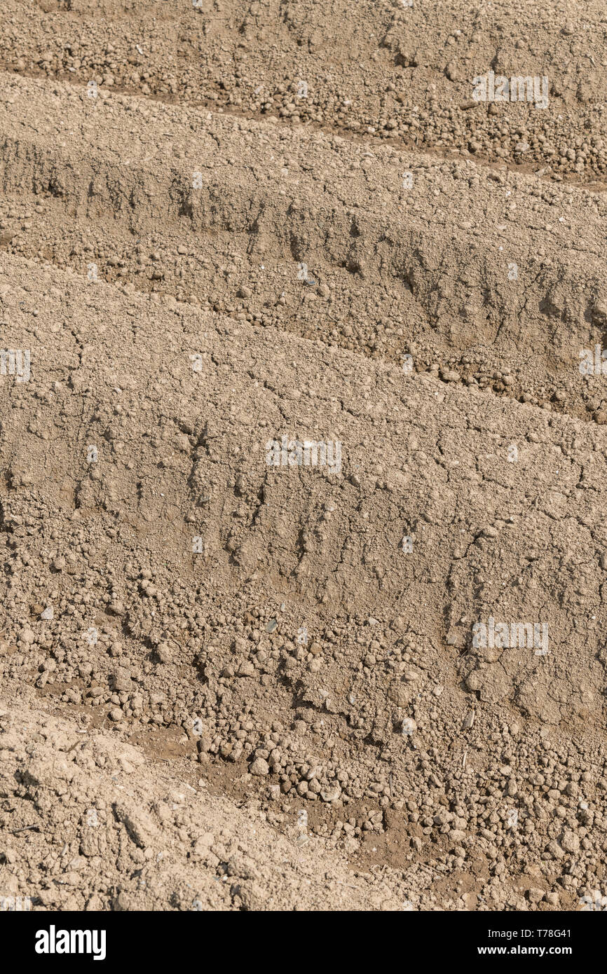 Ridge and furrow patterns in ploughed field of tilled soil - for potato ...