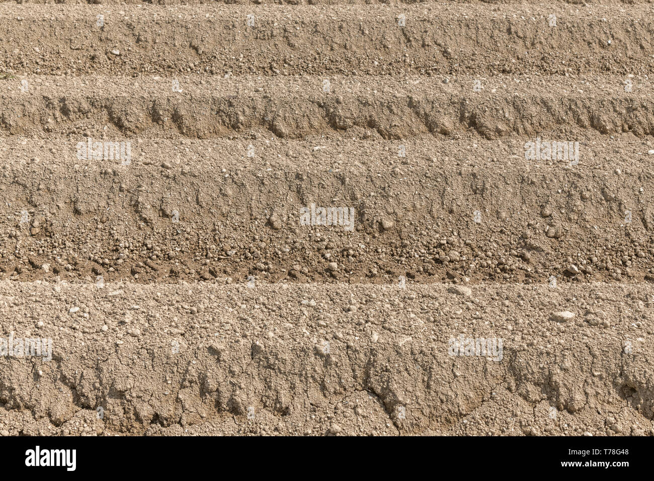 Ridge and furrow patterns in ploughed field of tilled soil - for potato ...