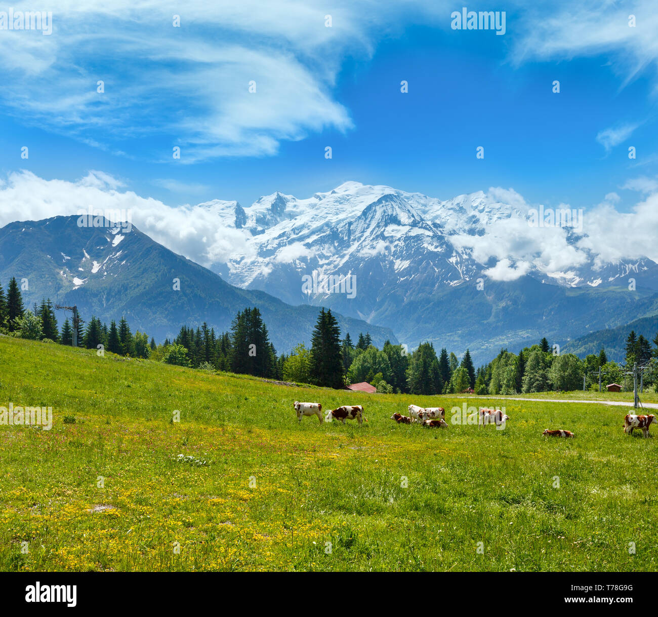 Herd cows on blossoming glade and Mont Blanc mountain massif (Chamonix ...