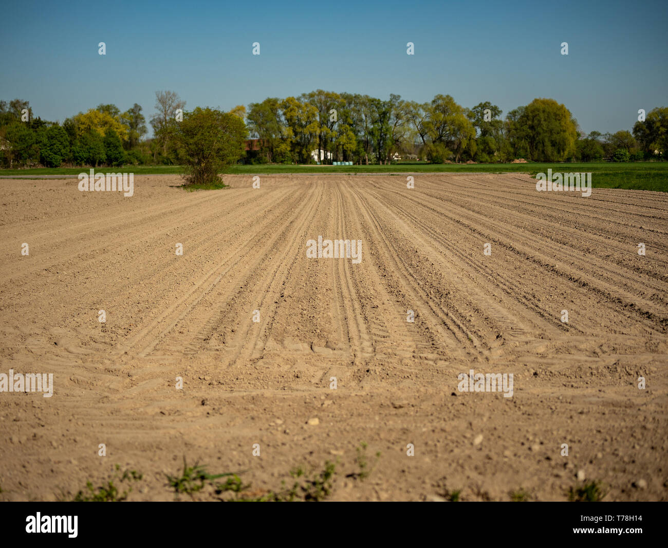 Image of agricultural field which is damaged due to dryness and climate ...
