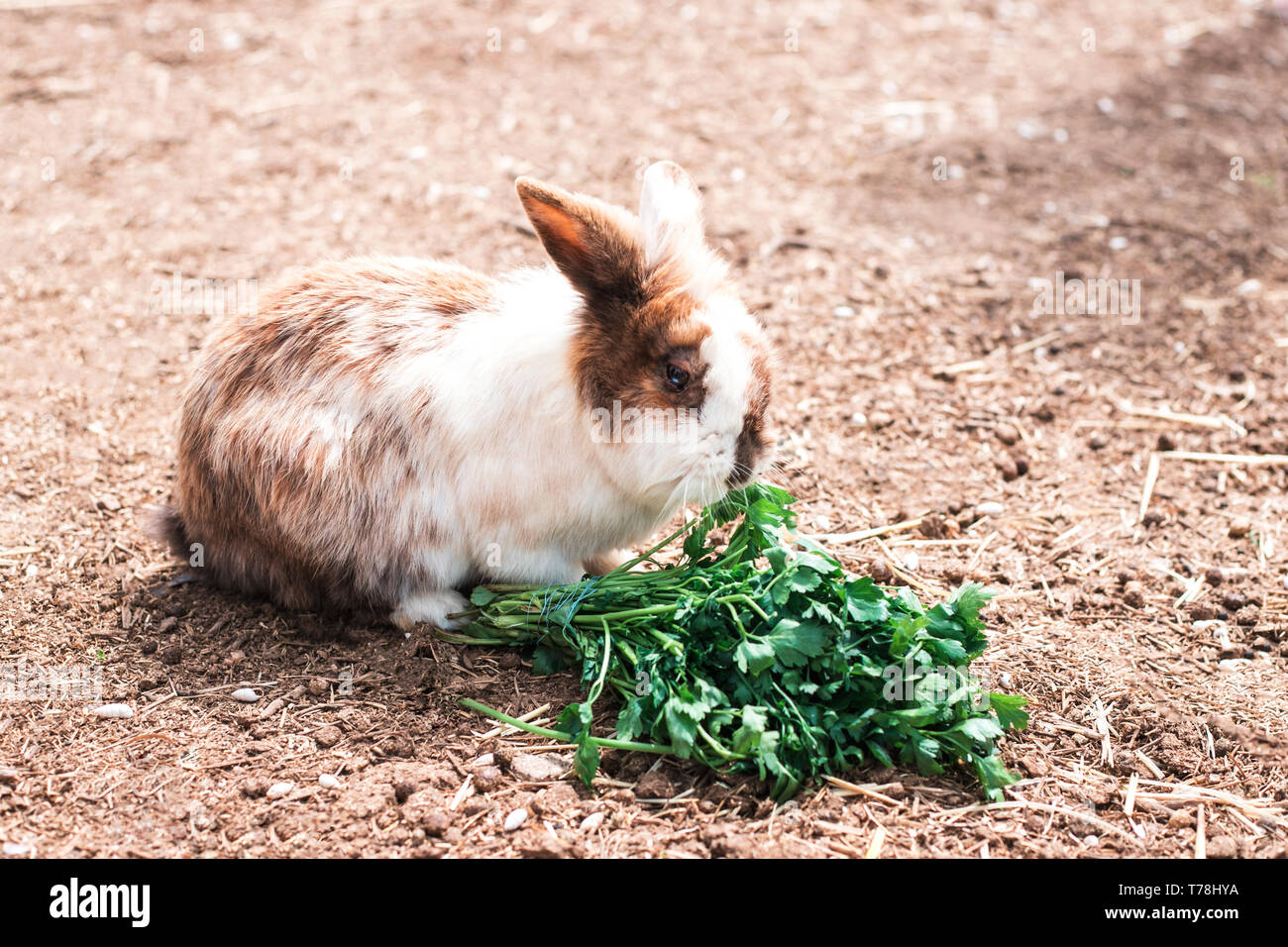 Little cute rabbit sit on the ground Stock Photo - Alamy