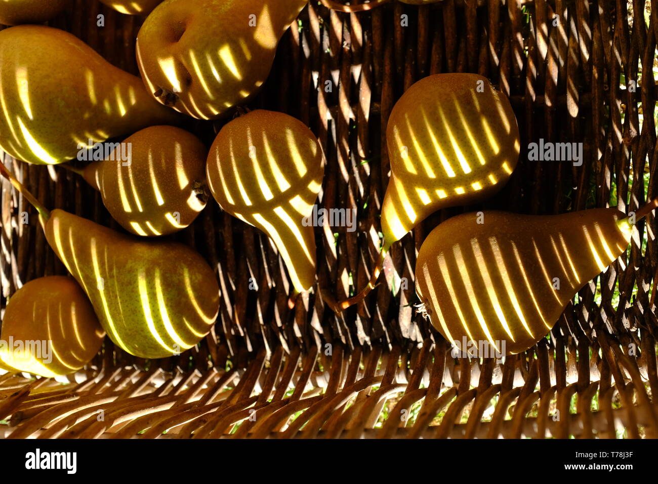 Red anjou pear hi-res stock photography and images - Alamy