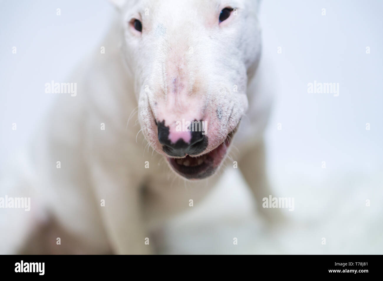 Angry little dog barks portrait hi-res stock photography and images - Alamy