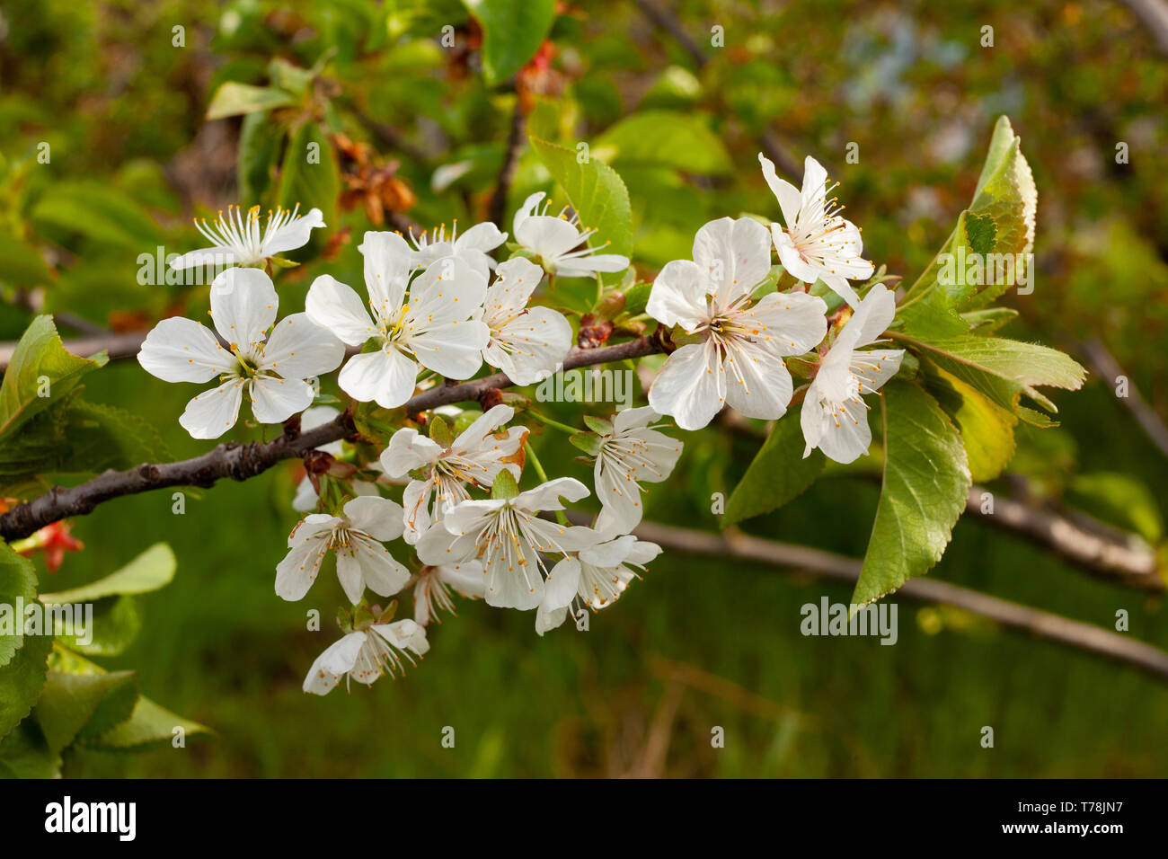 Closeup cherry spring tree hi-res stock photography and images - Alamy