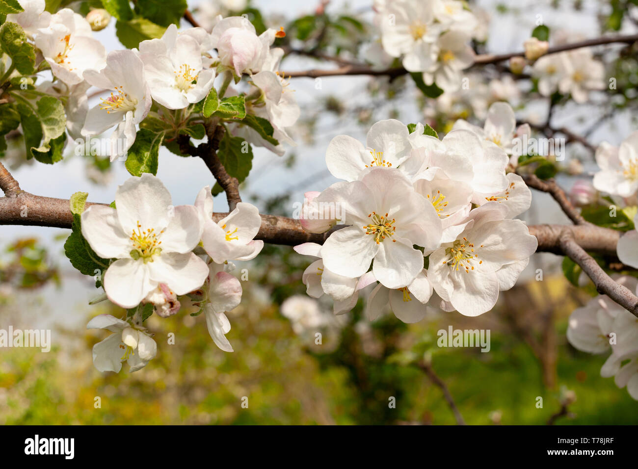 apple tree blossom Stock Photo - Alamy
