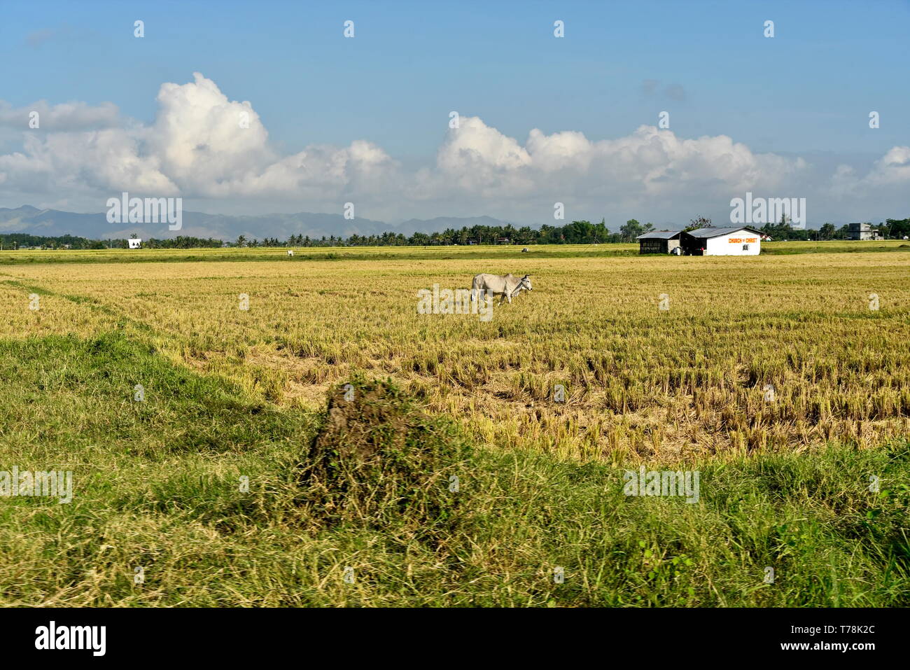 Around the Santiago City, Isabela, Philippines, Santiago City ...