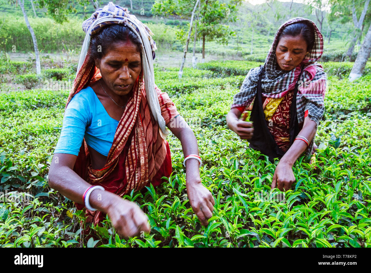 Sreemangal, Sylhet, Bangladesh : Two women collect fresh tea leaves at ...
