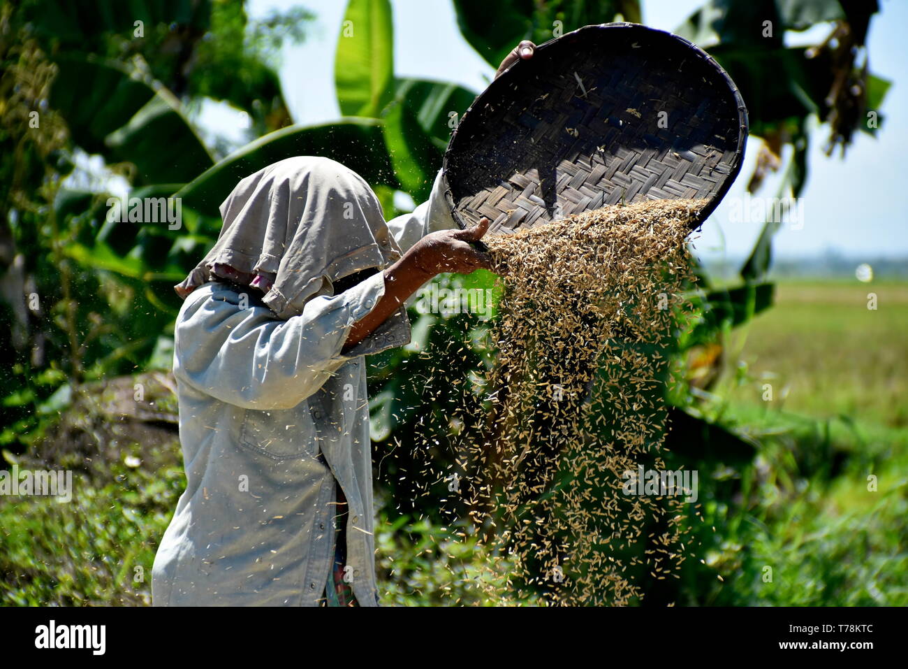 Winnowing Basket High Resolution Stock Photography and Images - Alamy