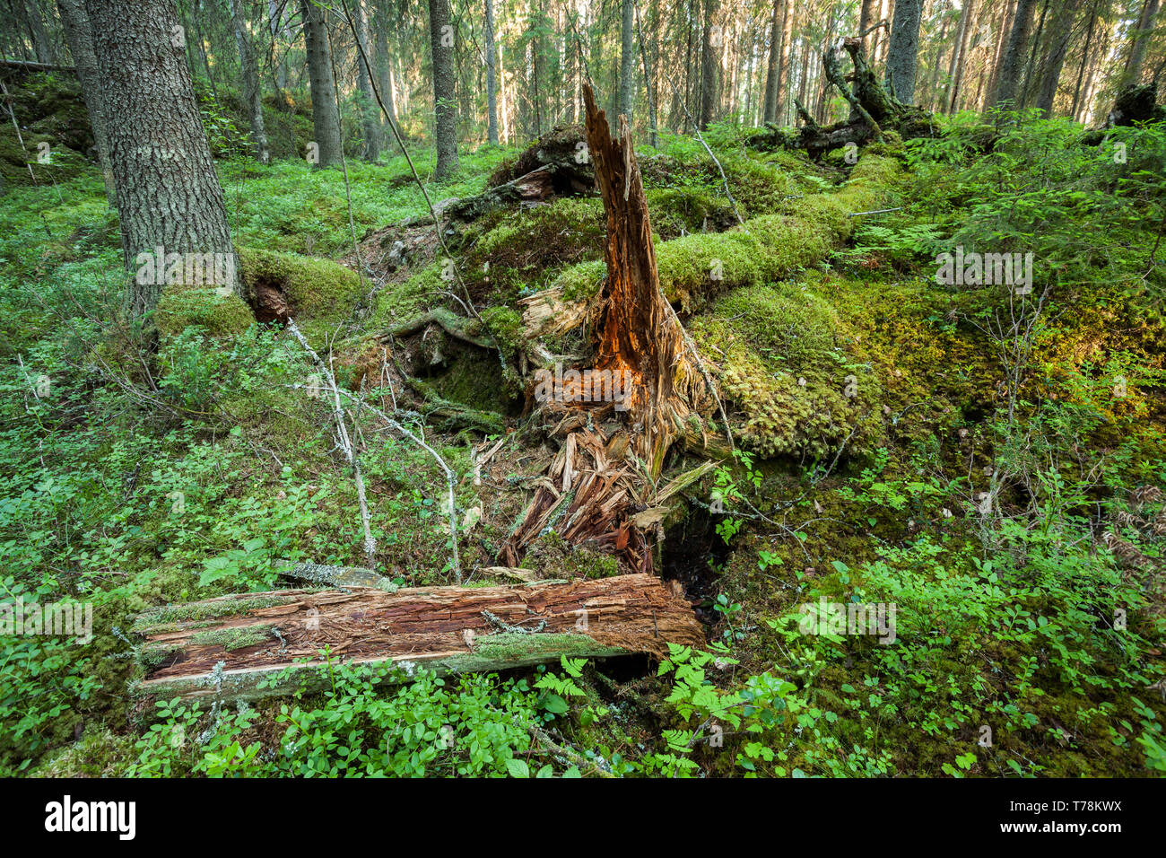 Tree trunk rotting in the forest Stock Photo - Alamy