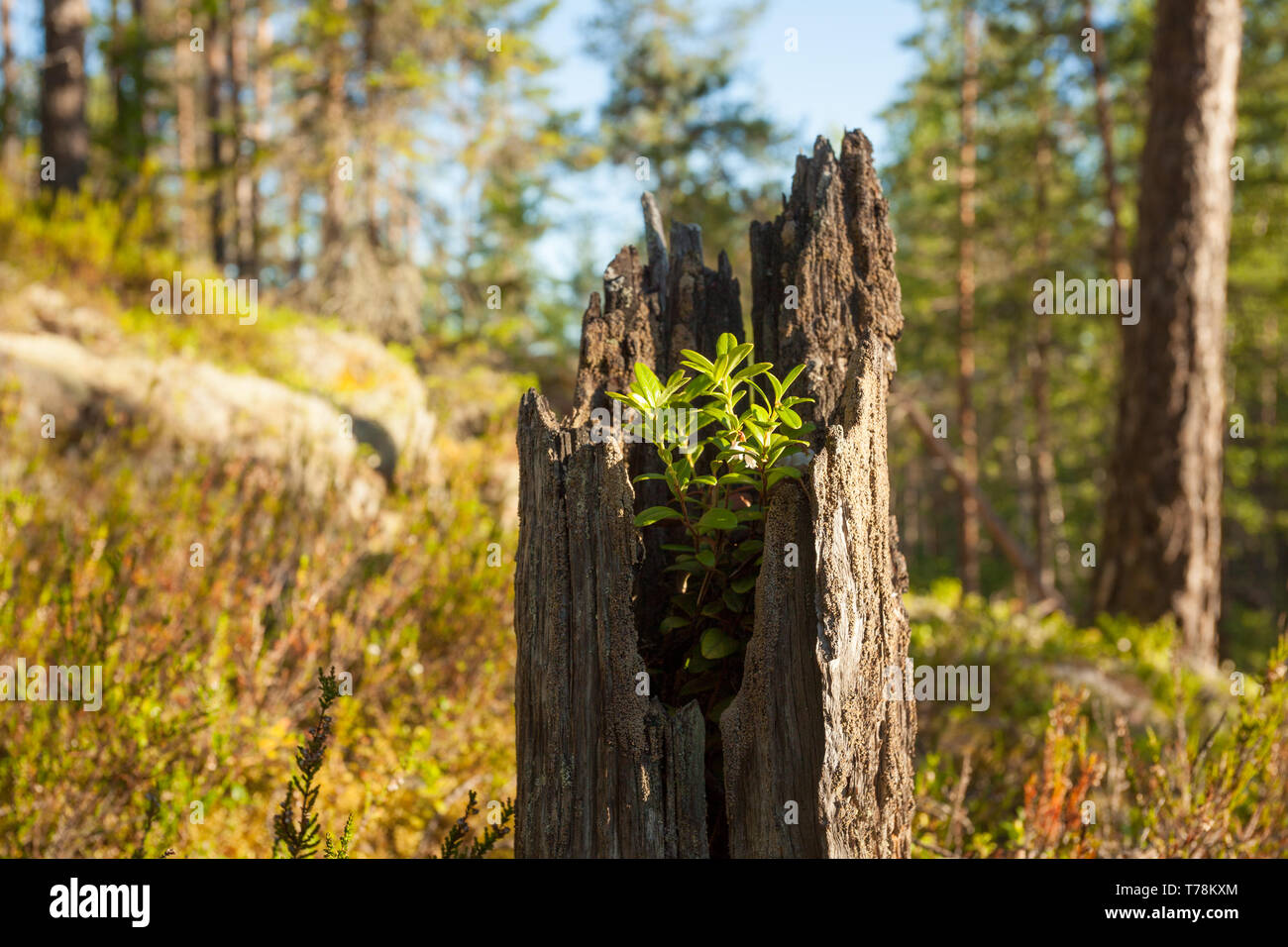 Plant growing in old tree stump Stock Photo - Alamy