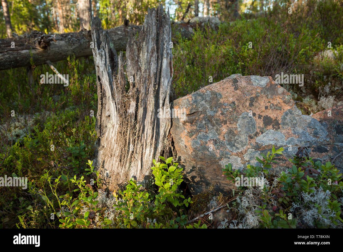 Tree rot hi-res stock photography and images - Alamy
