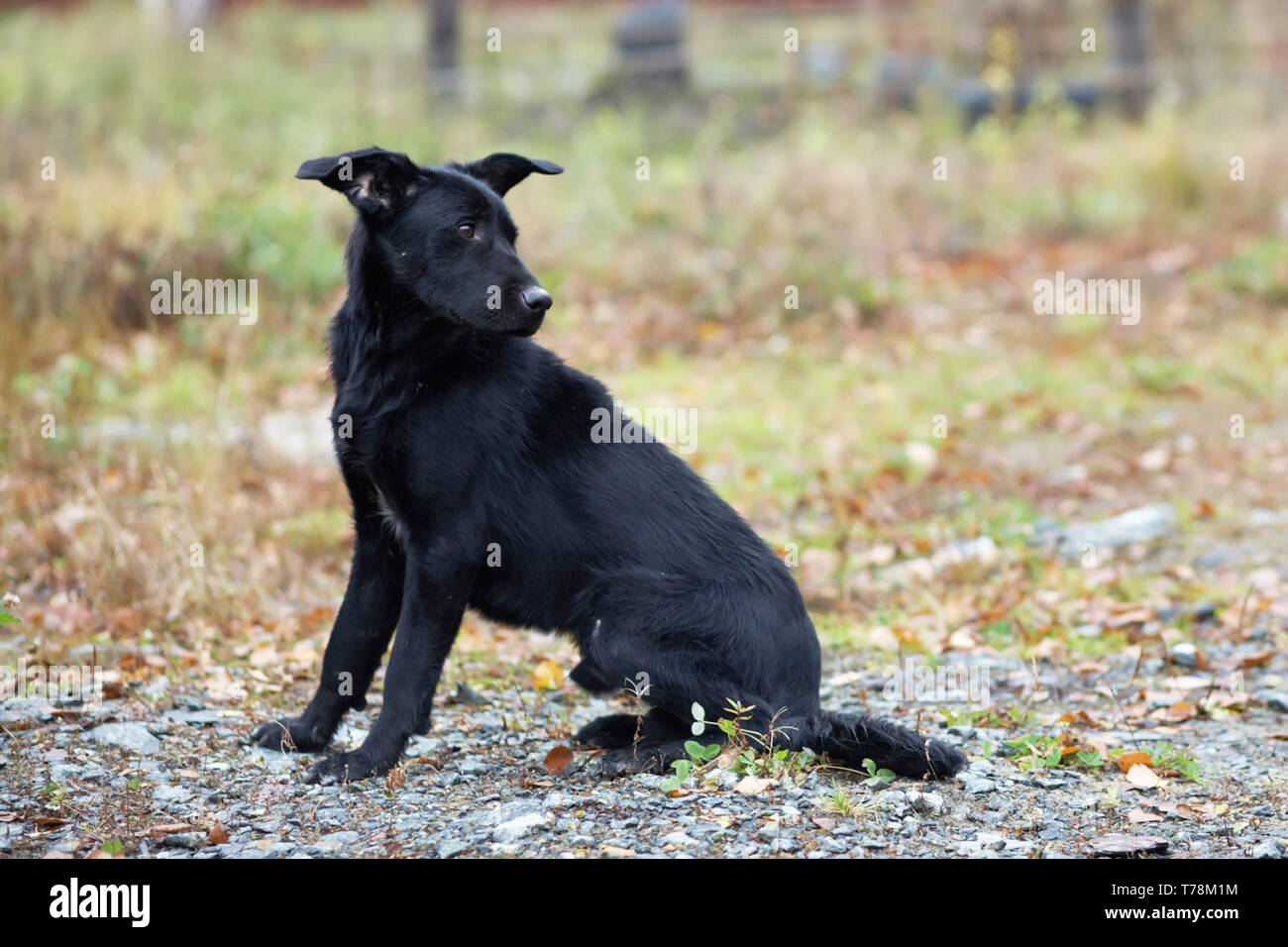 young black stray dog wandering along a street Stock Photo - Alamy