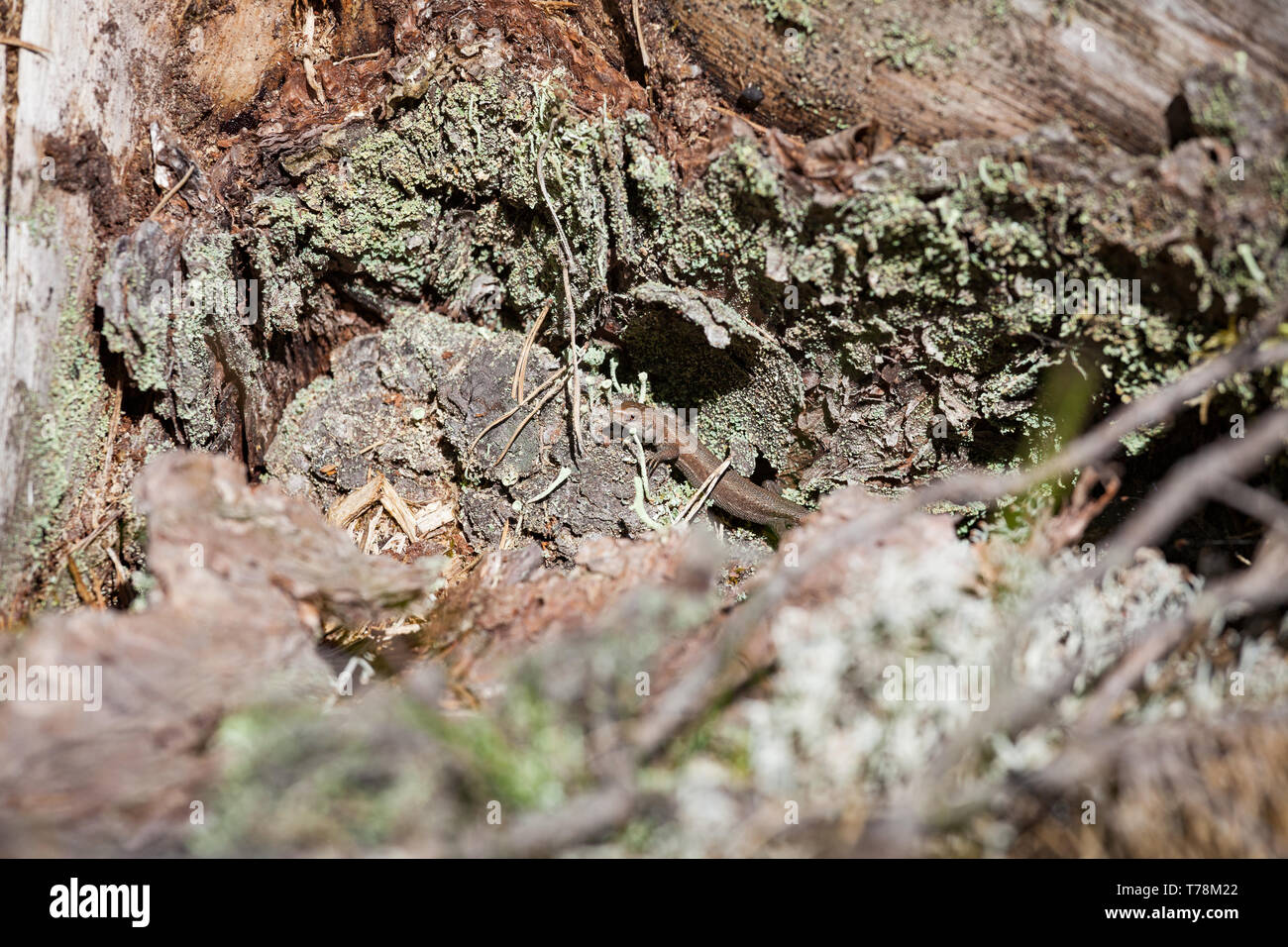 Small lizard in forest at sunlight Stock Photo - Alamy