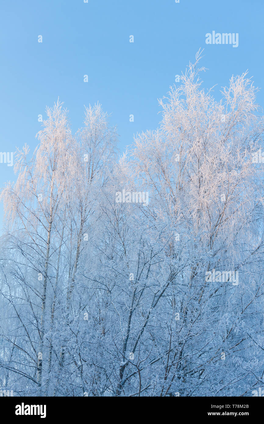 Birch tree covered in frost Stock Photo - Alamy