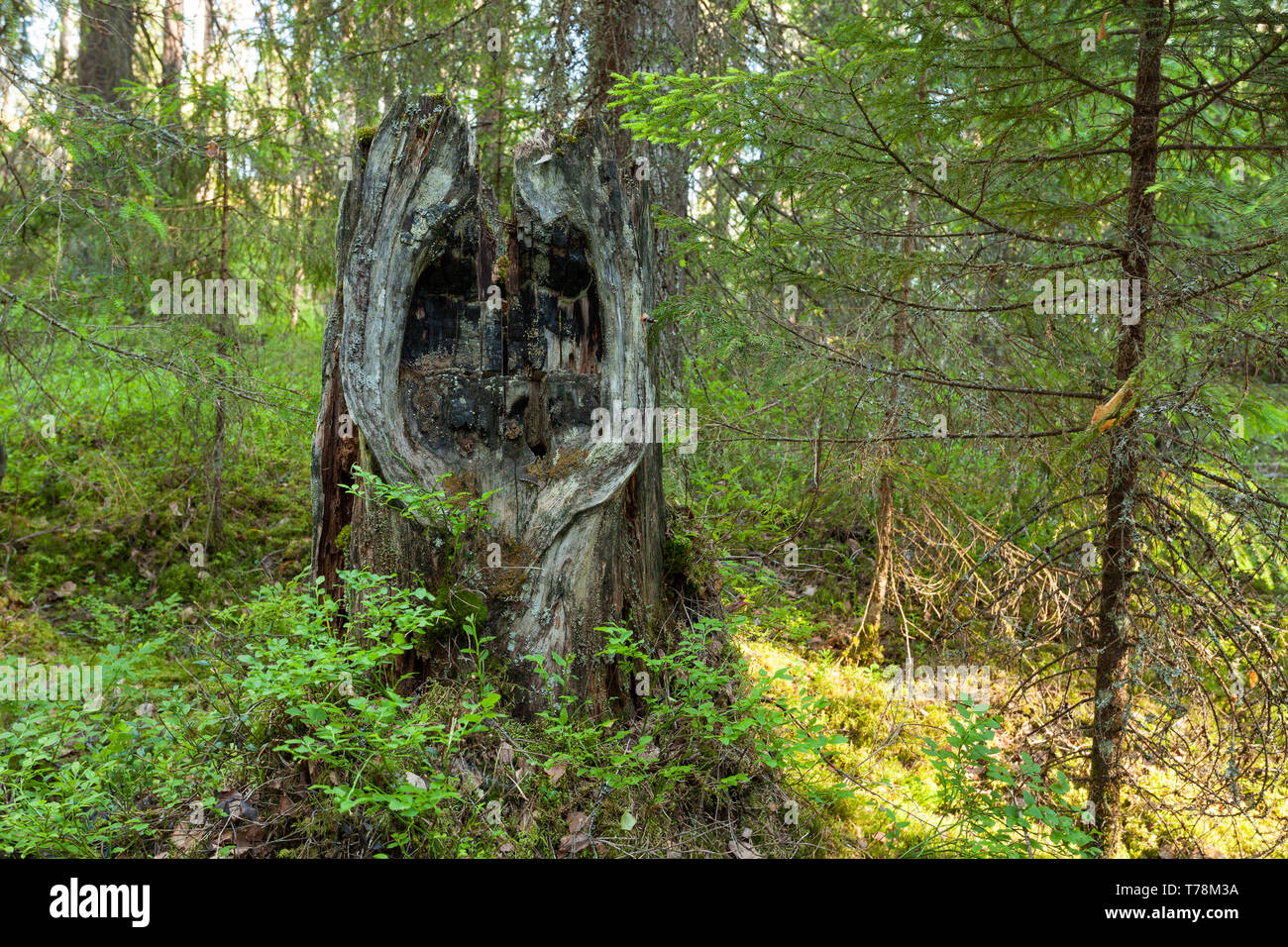 Tree stump in forest looks like a face Stock Photo - Alamy