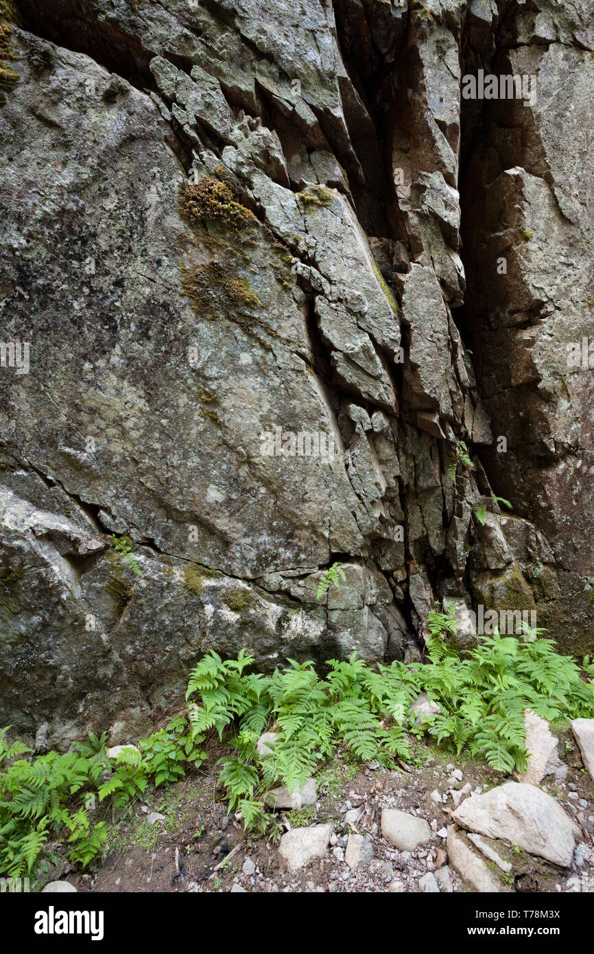 Fern plants in bottom of small gorge Stock Photo - Alamy