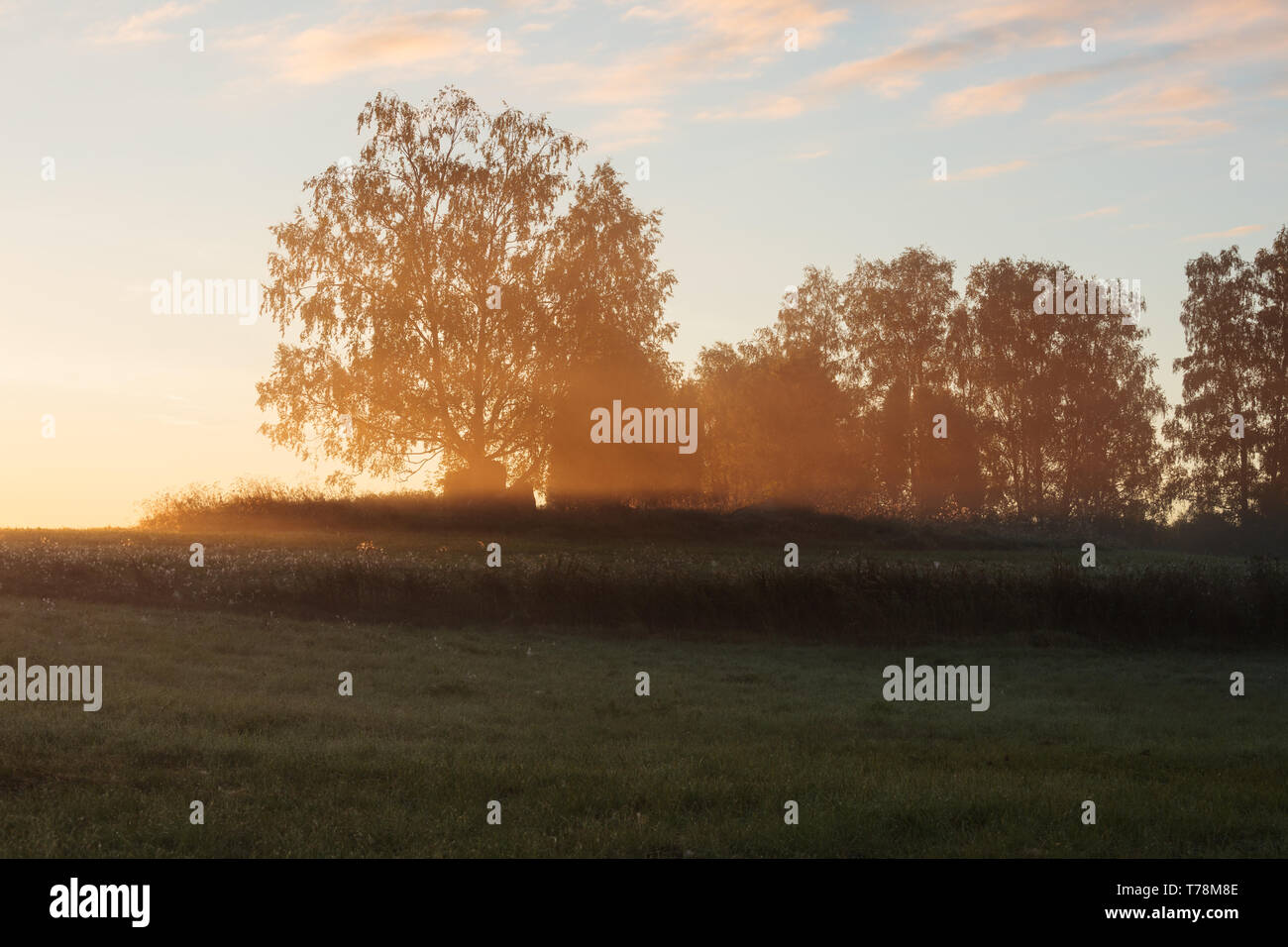 Mist meadow hi-res stock photography and images - Alamy