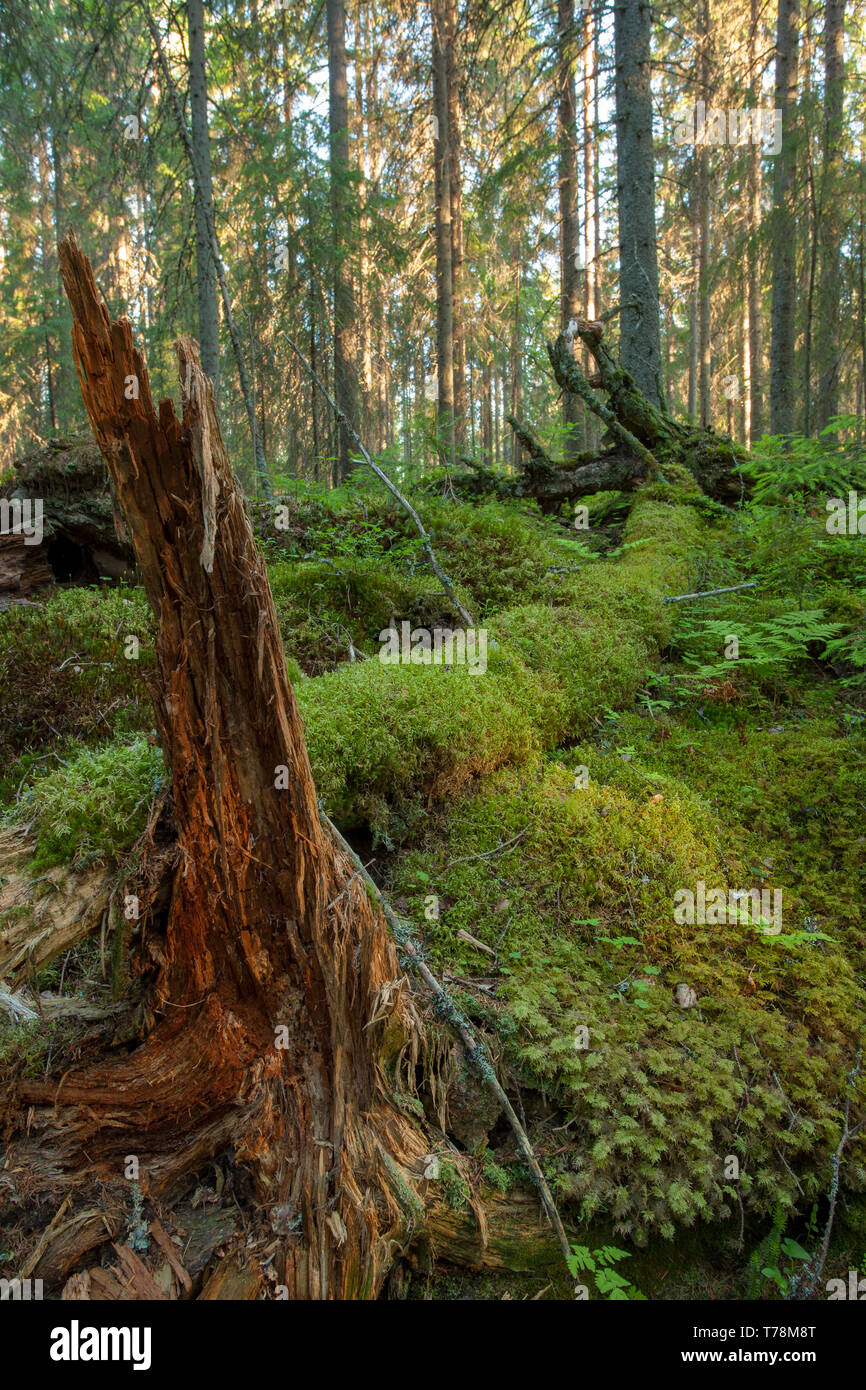 Forest floor tree stump with moss hi-res stock photography and images ...