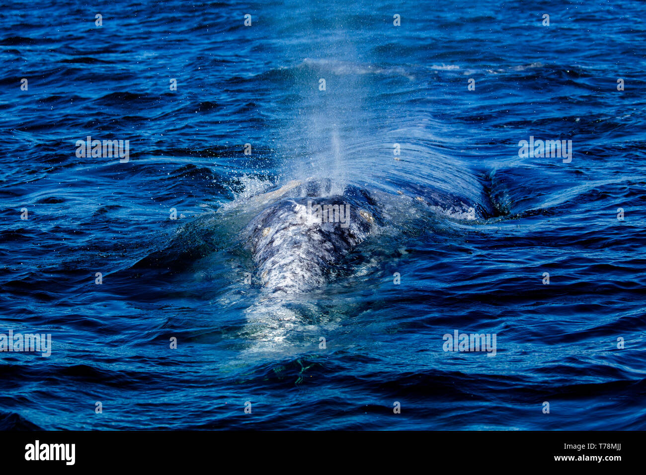 Breeding ground hi-res stock photography and images - Alamy