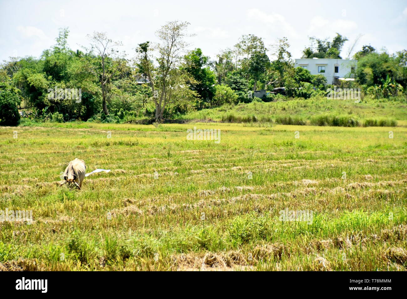 Around the Santiago City, Isabela, Philippines, Santiago City ...
