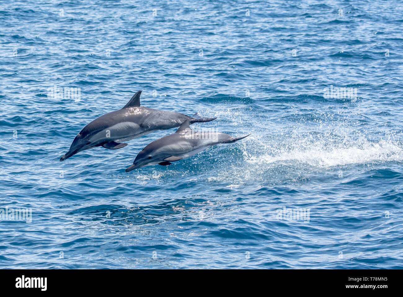 Common Dolphin (Delphinus delphis) superpod approaching the boat for ...