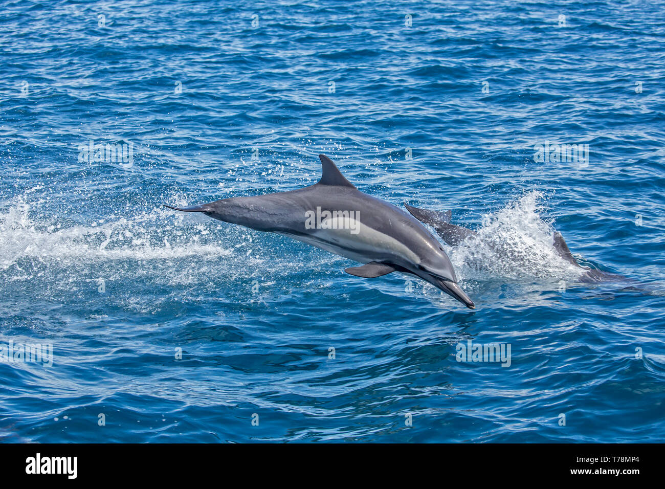Common Dolphin (Delphinus delphis) superpod approaching the boat for ...