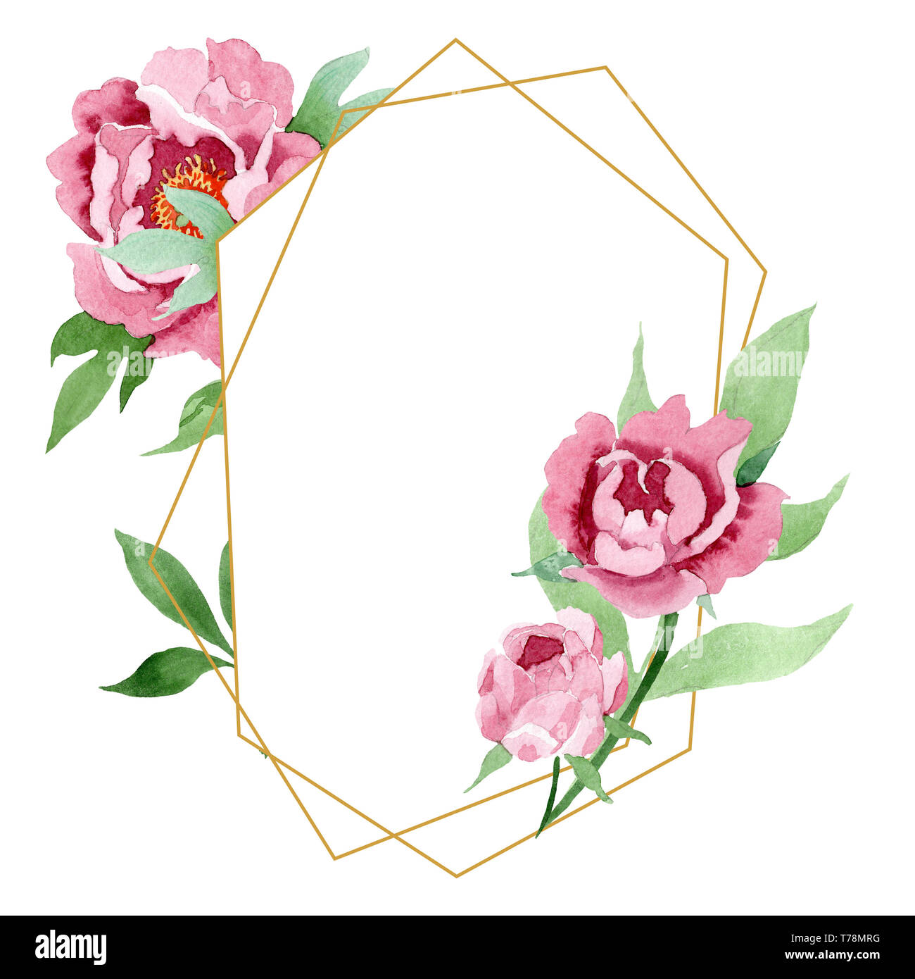 Dark red peony floral botanical flowers. Watercolor background ...