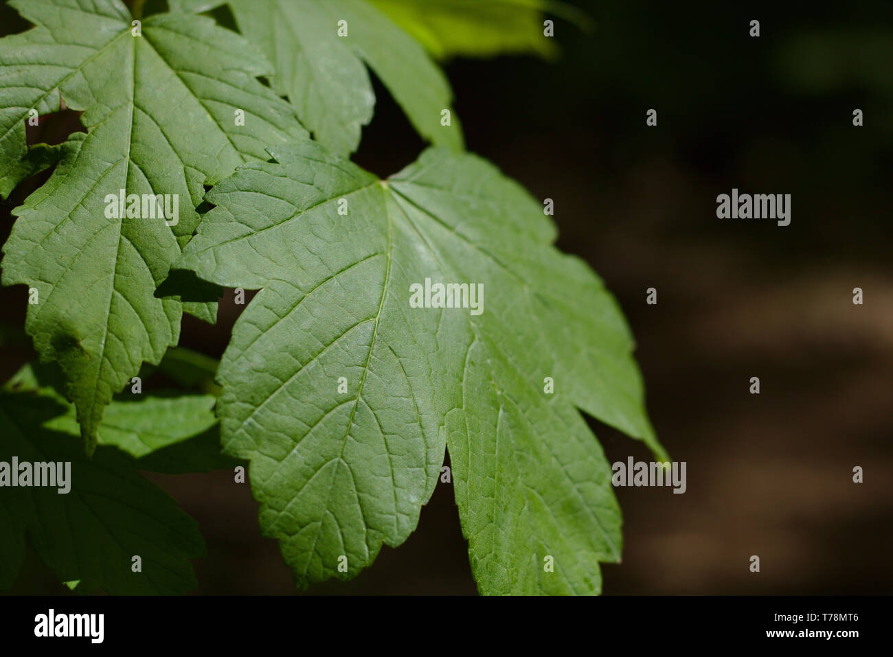 Hedge maple hi-res stock photography and images - Alamy
