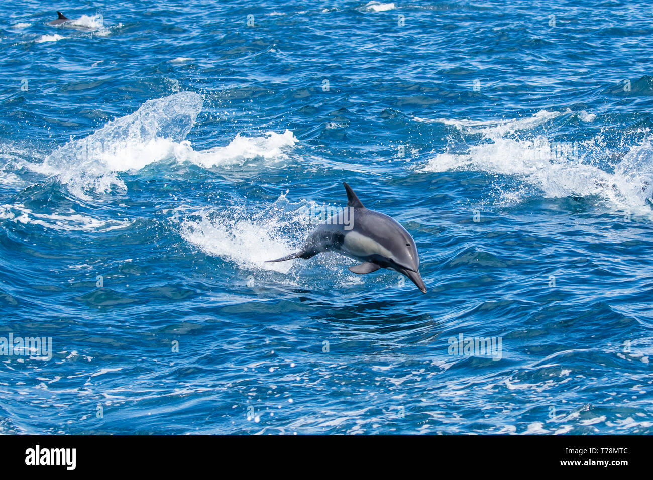 Long beaked common dolphin superpod hi-res stock photography and images ...