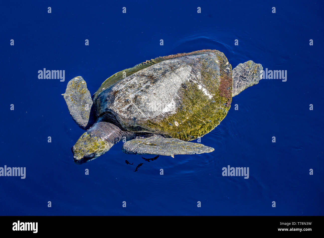 Olive Ridley Sea Turtle (Lepidochelys olivacea), also known as the ...