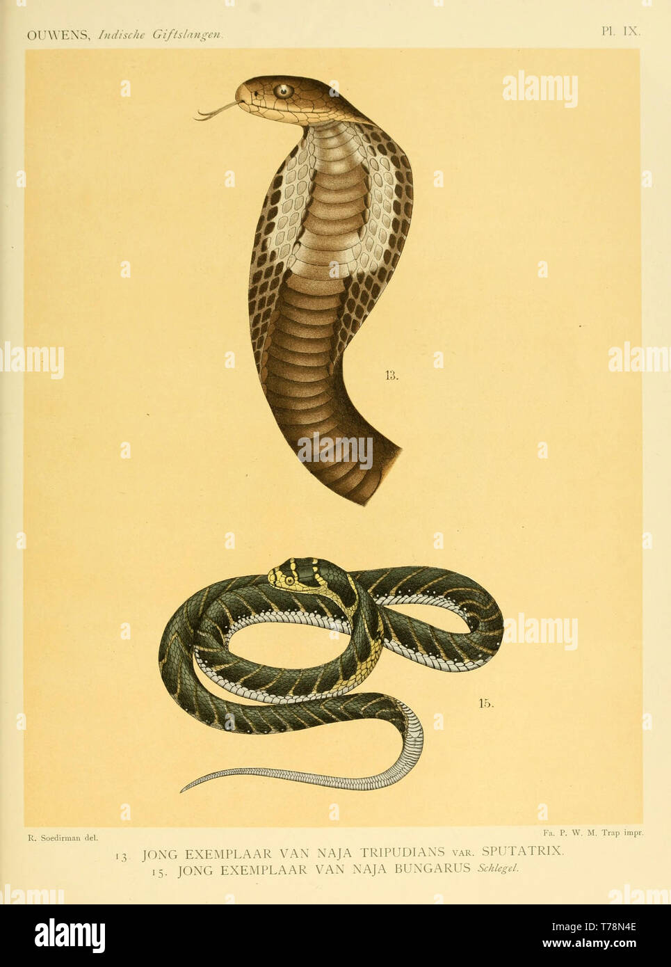 Beautiful vintage hand drawn illustrations of snakes and reptiles from ...
